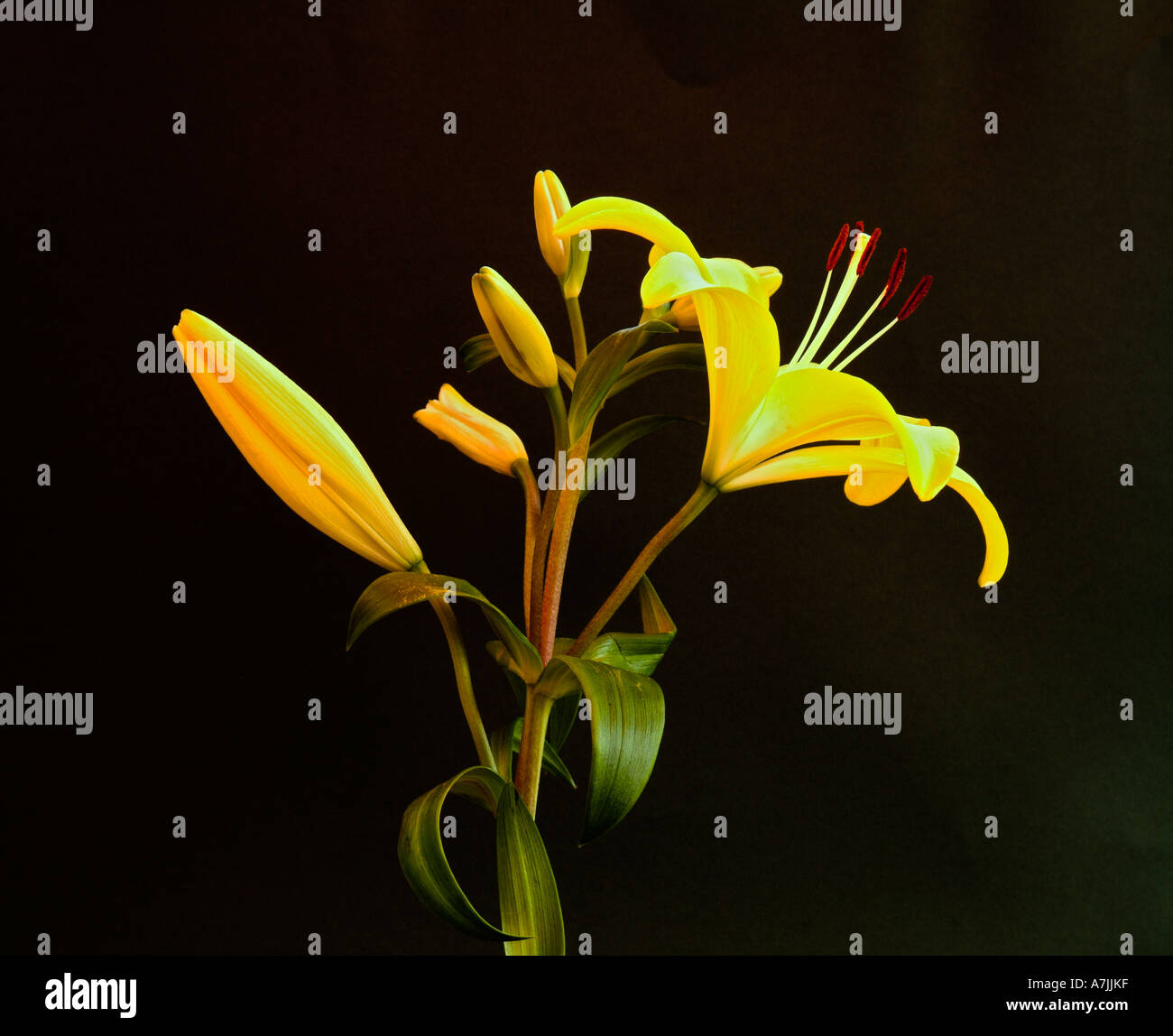 Yellow stemen hi-res stock photography and images - Alamy