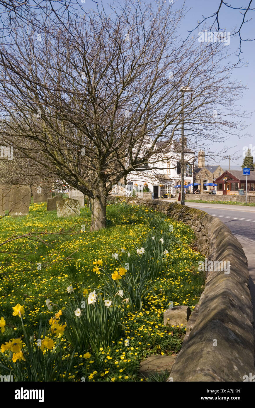 Daffodils in Hope, Derbyshire Stock Photo - Alamy