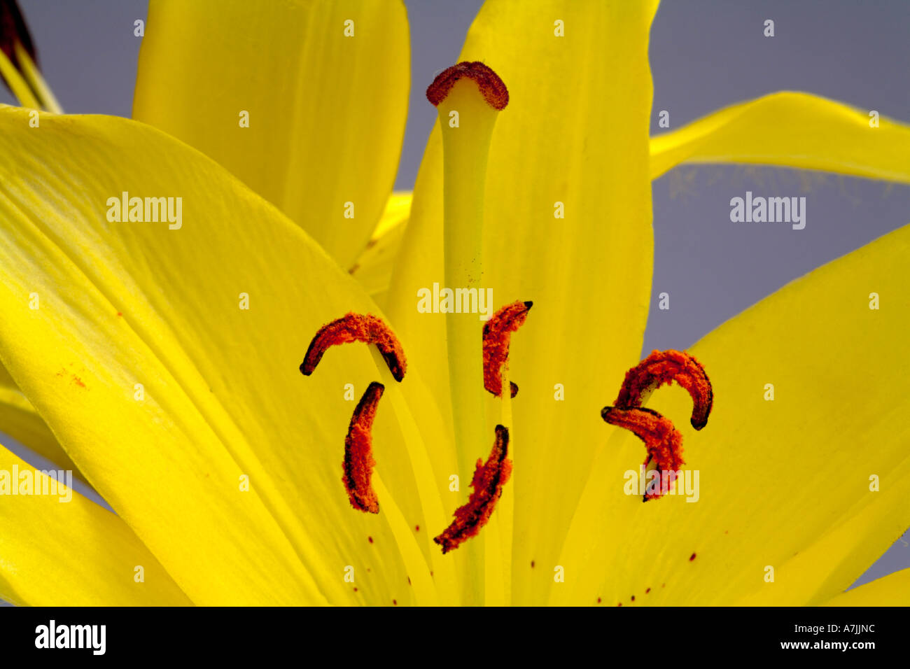 Sigma yellow hi-res stock photography and images - Alamy
