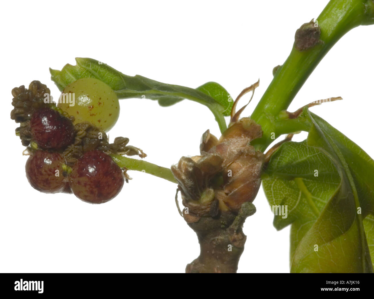 Oak Marble Gall Stock Photos & Oak Marble Gall Stock Images - Alamy