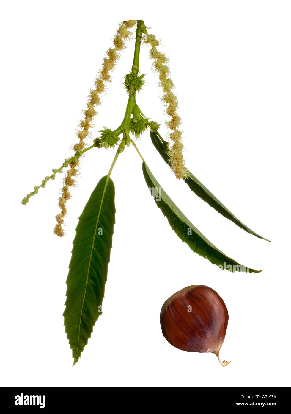 Sweet Chestnut male & female flower Stock Photo - Alamy