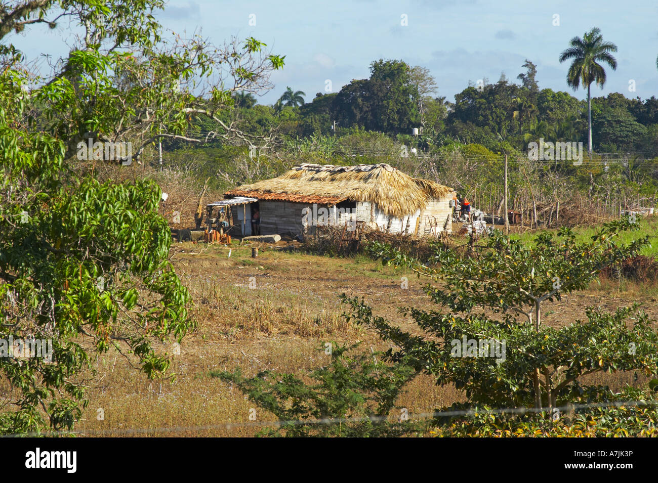 Hut amongst fields, Cuba Stock Photo - Alamy