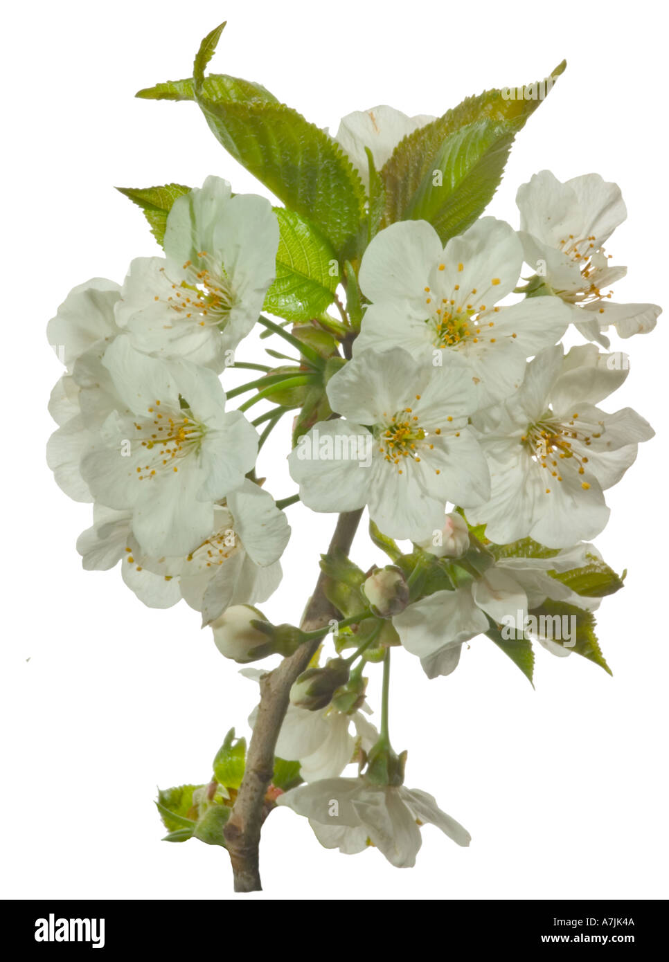 April trees Cut Out Stock Images & Pictures - Alamy