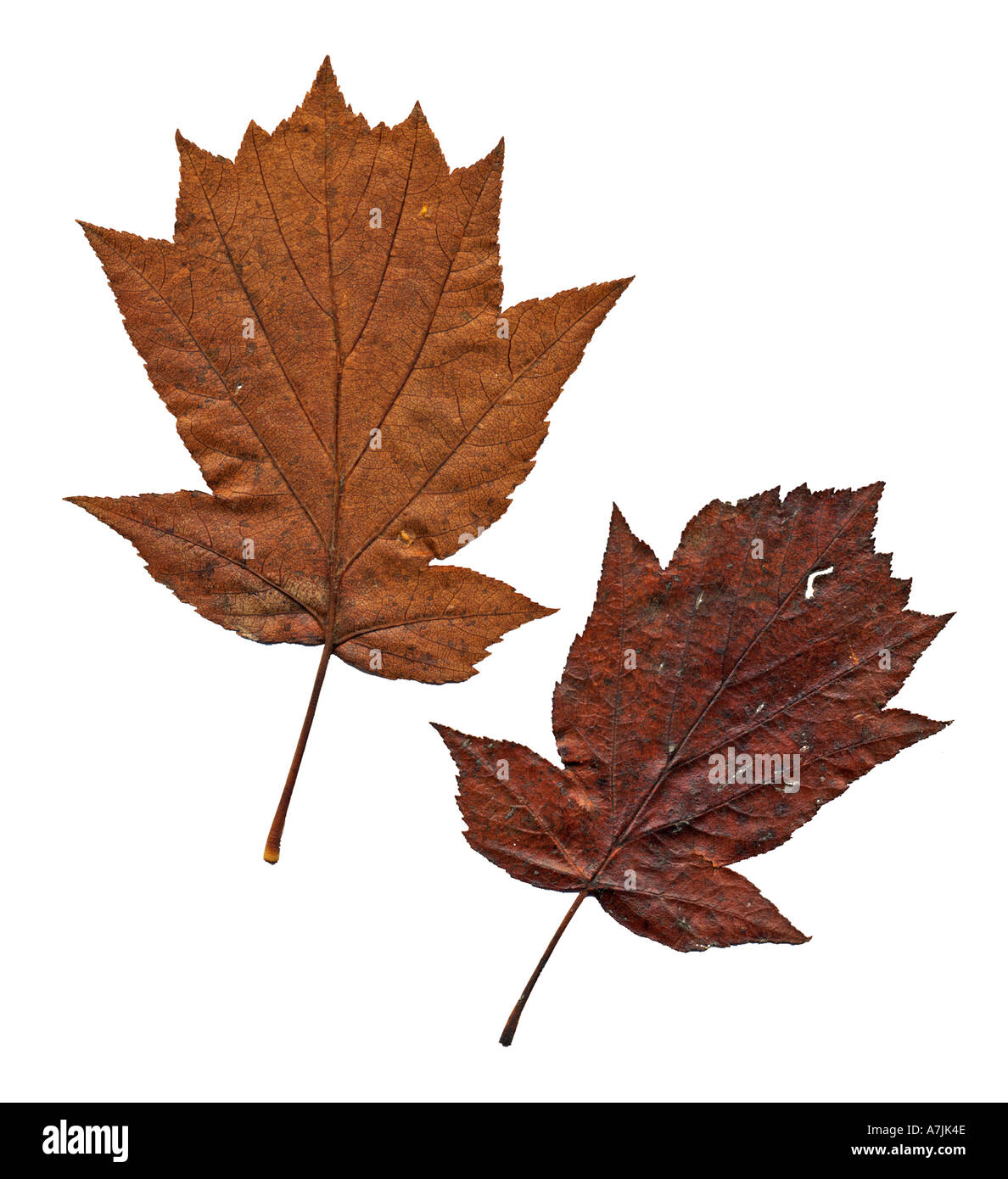 Wild service trees sorbus torminalis hi-res stock photography and ...