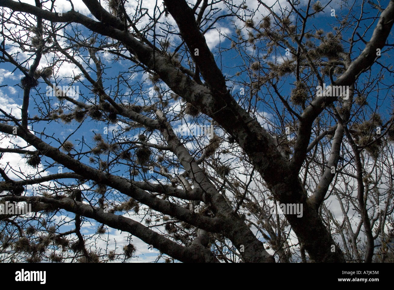 Copal tree hi-res stock photography and images - Alamy