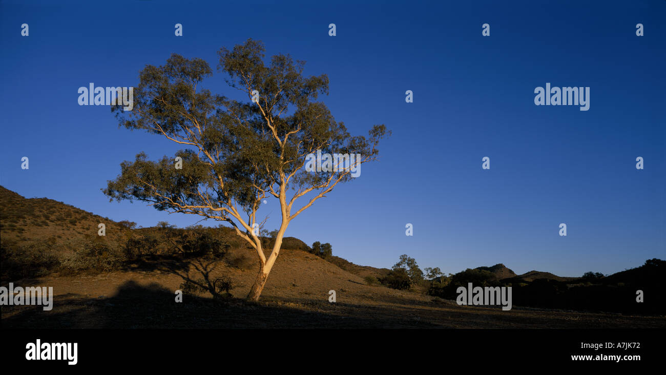 Australia South Australia Gibbous moon sets behind eucalyptus tree in ...