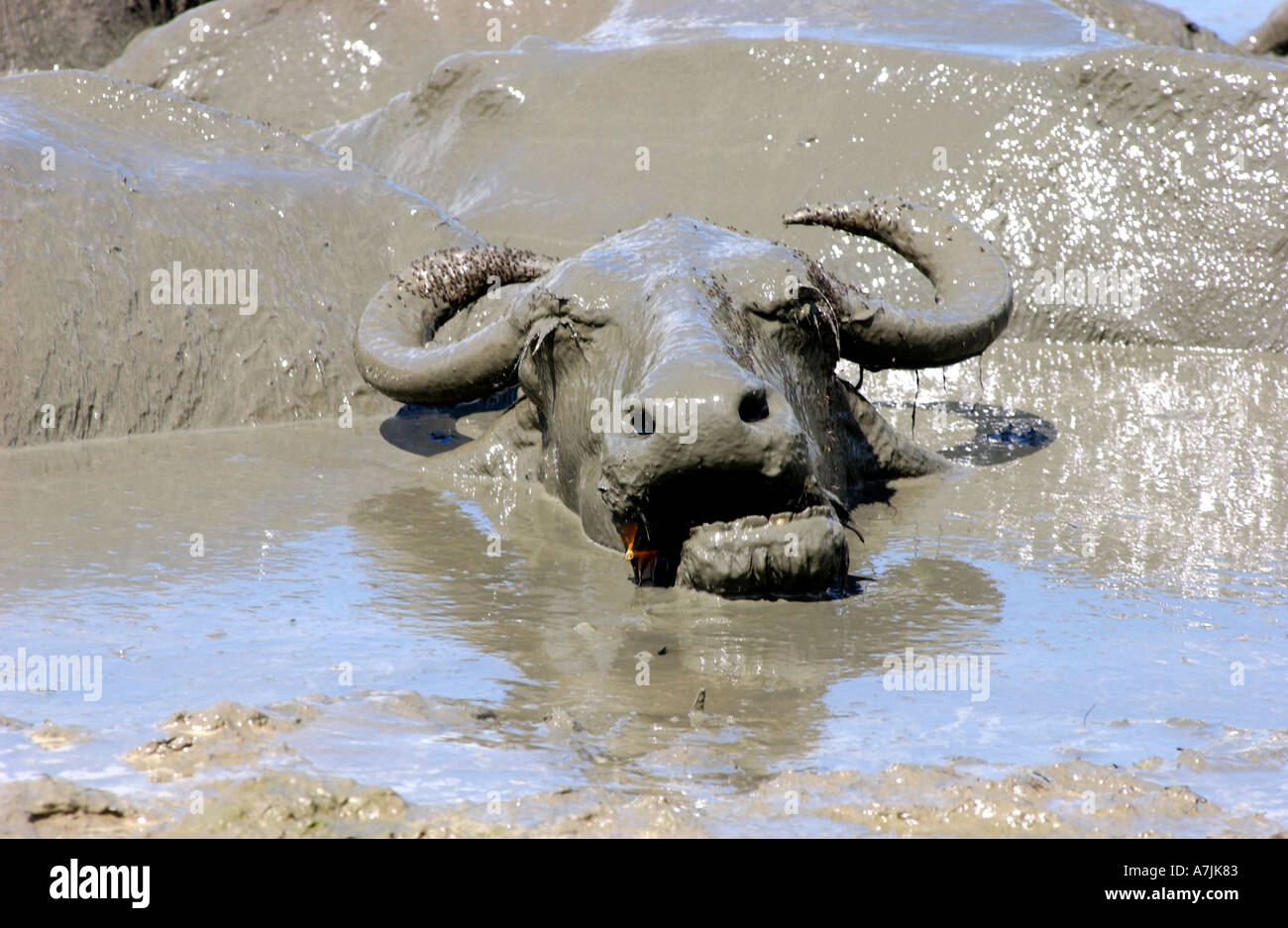 Sri Lanka water buffalo Bubalus bubalus in a wallow Stock Photo - Alamy