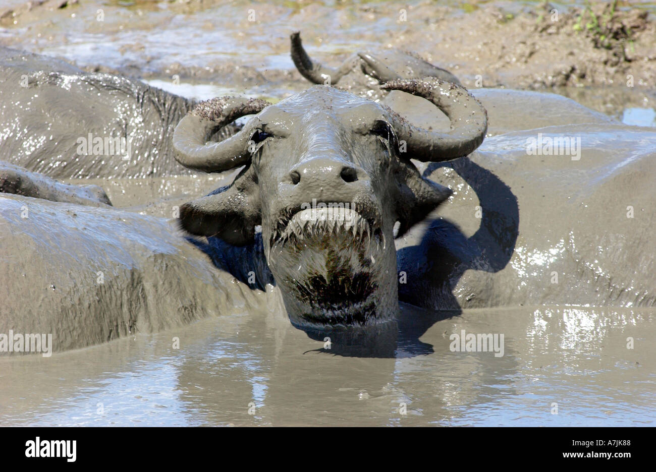 Sri Lanka water buffalo Bubalus bubalus in a wallow Stock Photo - Alamy