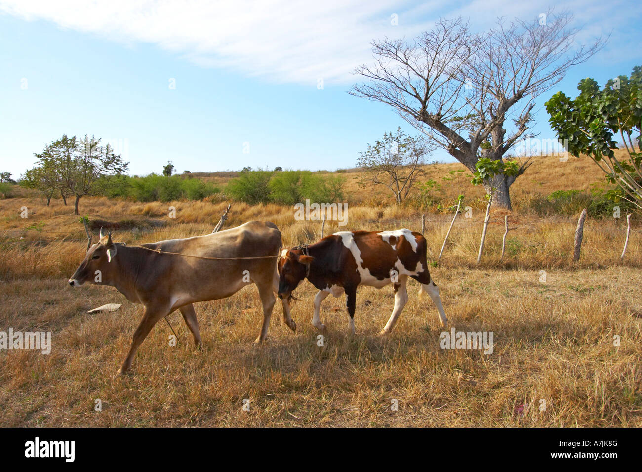 cattle walking by roadside, near Trinidad, Cuba Stock Photo - Alamy