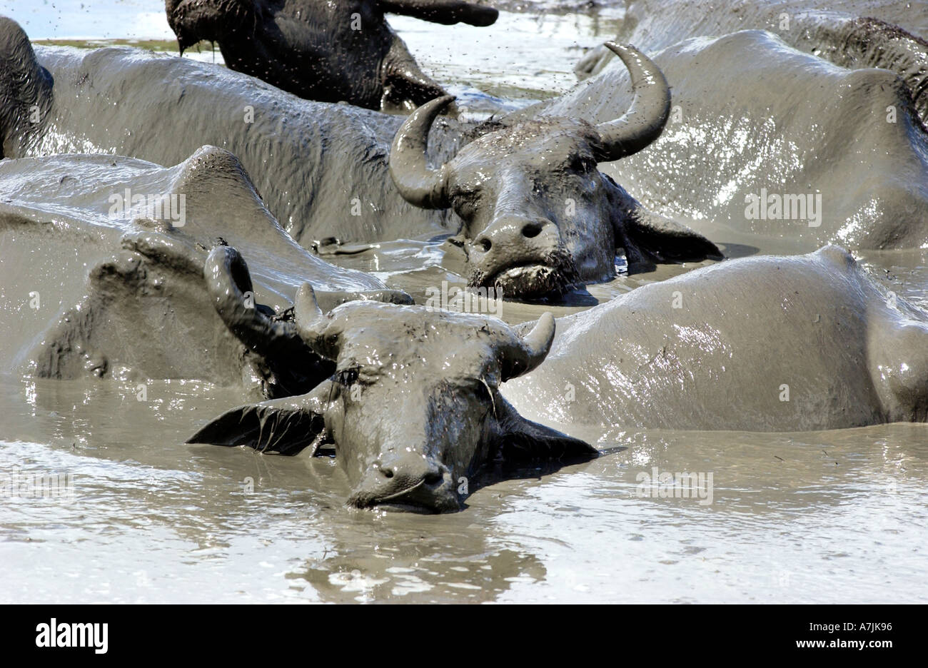 Sri Lanka water buffalo Bubalus bubalus in a wallow Stock Photo - Alamy