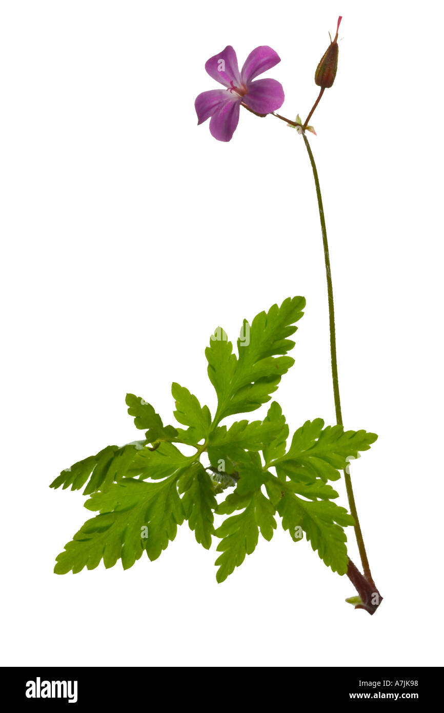 Geranium sanguineum cut outs silo hi-res stock photography and images ...