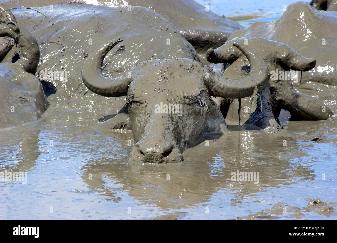 Sri Lanka water buffalo Bubalus bubalus in a wallow Stock Photo - Alamy