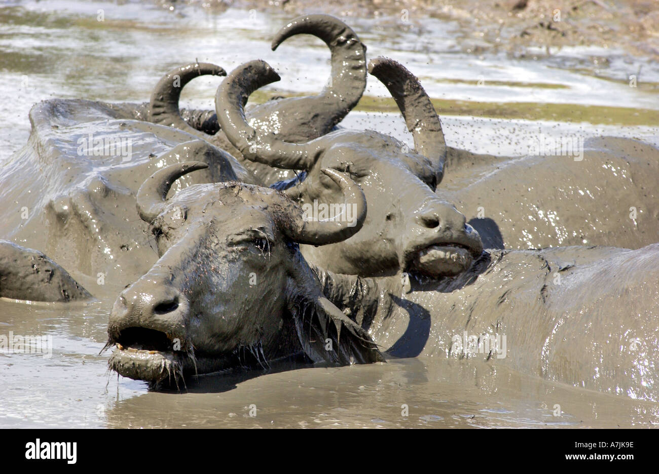 Sri Lanka water buffalo Bubalus bubalus in a wallow Stock Photo - Alamy