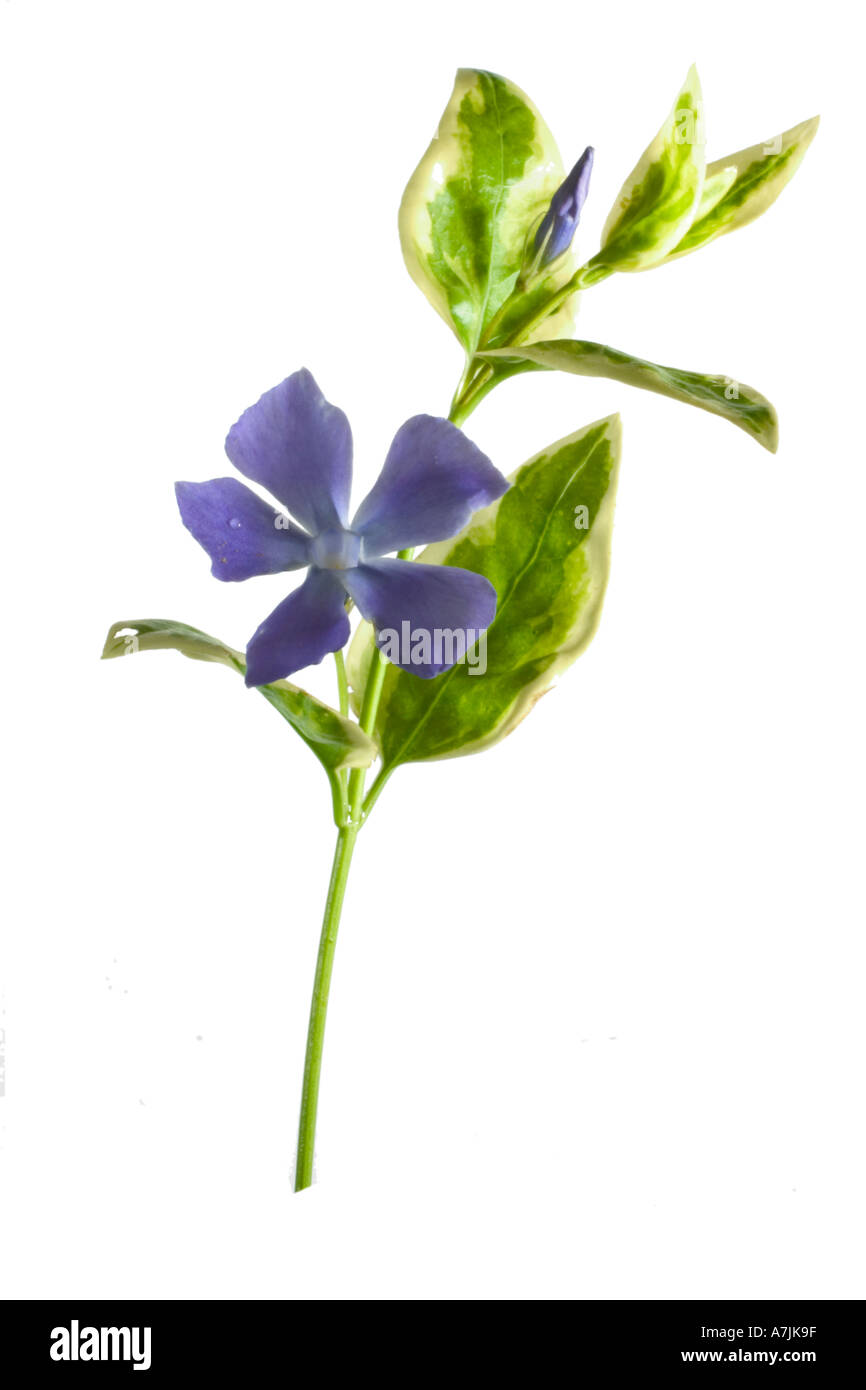 Lesser periwinkle Full plant cutout Surrey England May Stock Photo - Alamy