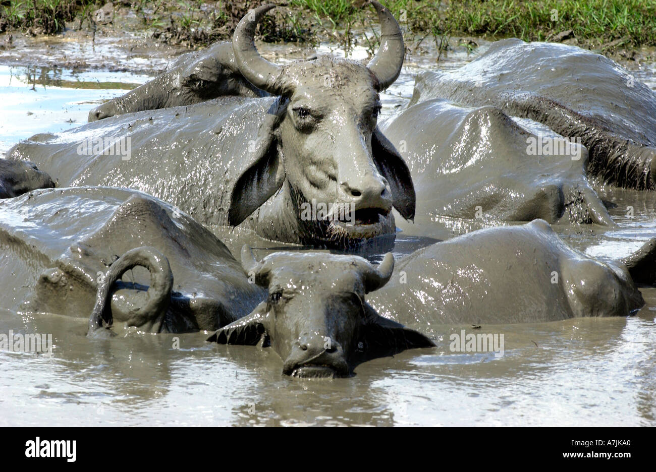 Sri Lanka water buffalo Bubalus bubalus in a wallow Stock Photo - Alamy