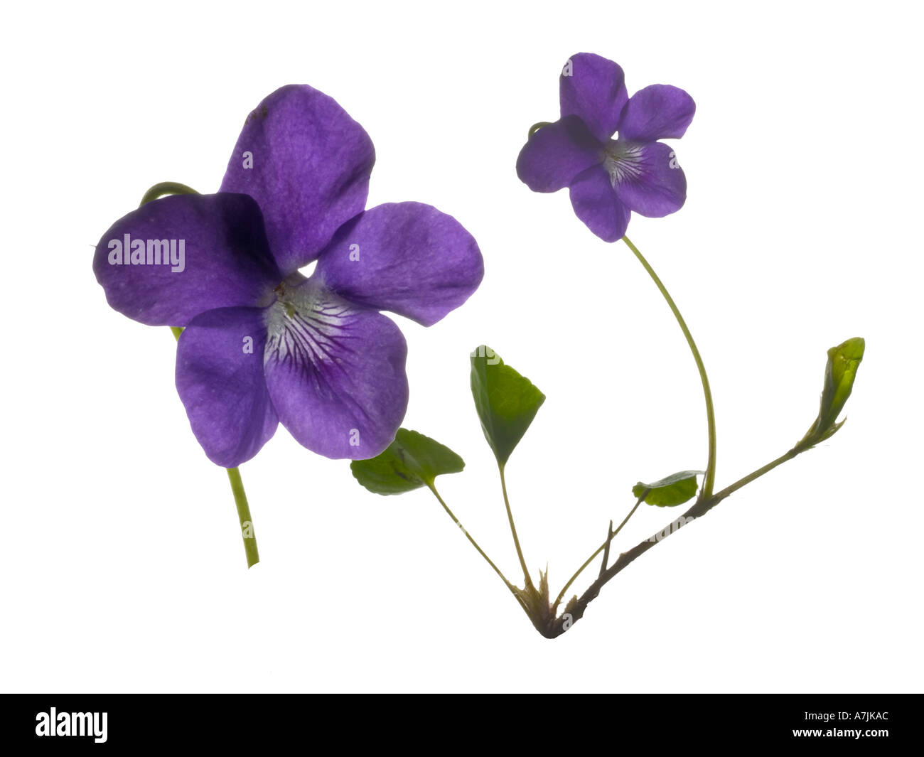 Viola odorata cut outs silo hi-res stock photography and images - Alamy