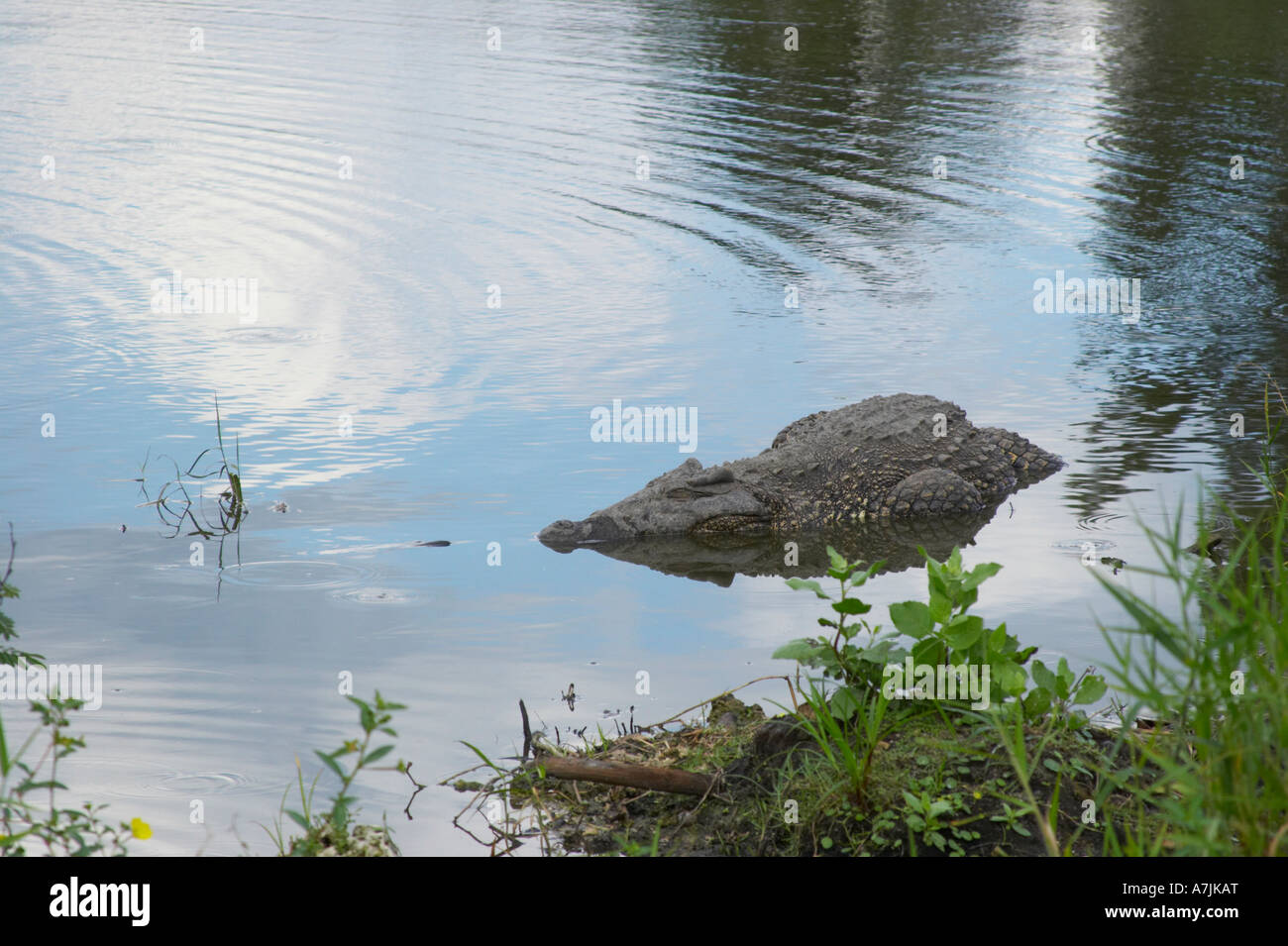 Cuban crocodile at Guama crocodile farm, Cuba Stock Photo - Alamy