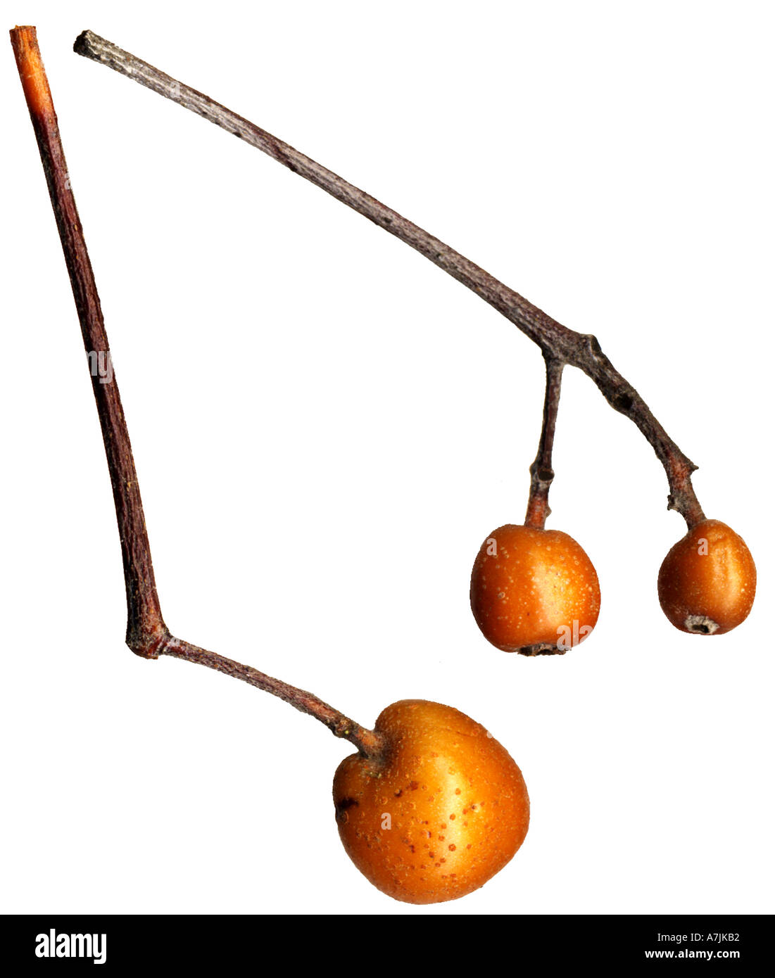 Chequers tree hi-res stock photography and images - Alamy