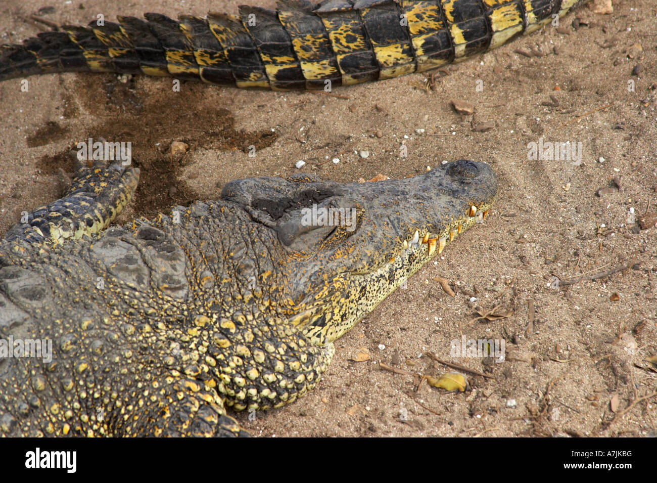 Cuban crocodile at Guama crocodile farm, Cuba Stock Photo - Alamy
