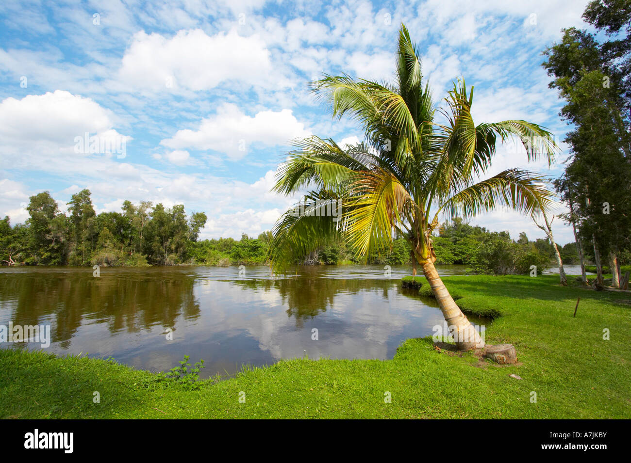 Guama tree hi-res stock photography and images - Alamy