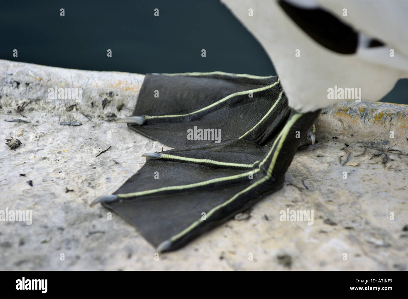 Webbed feet hi-res stock photography and images - Alamy