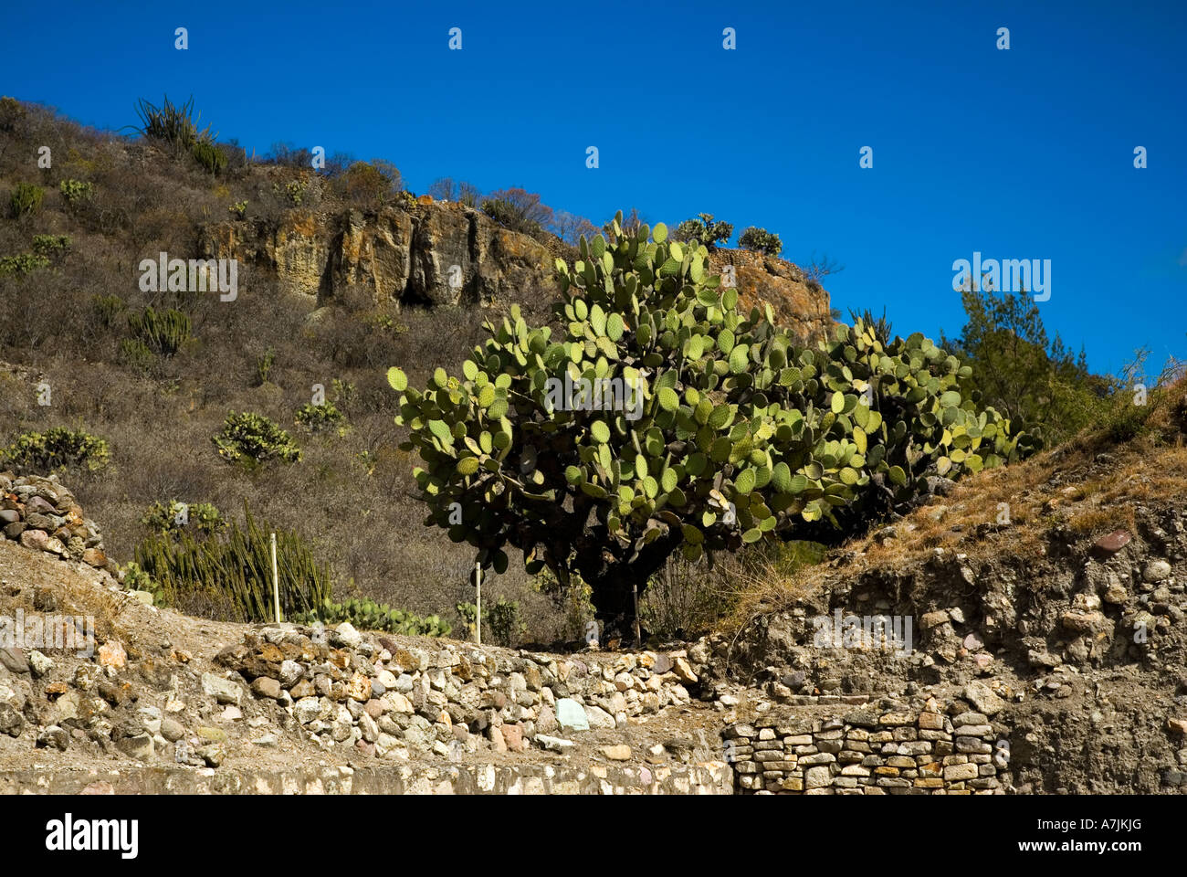 Ancient zapotec city yagul oaxaca mexico mexican hi-res stock ...