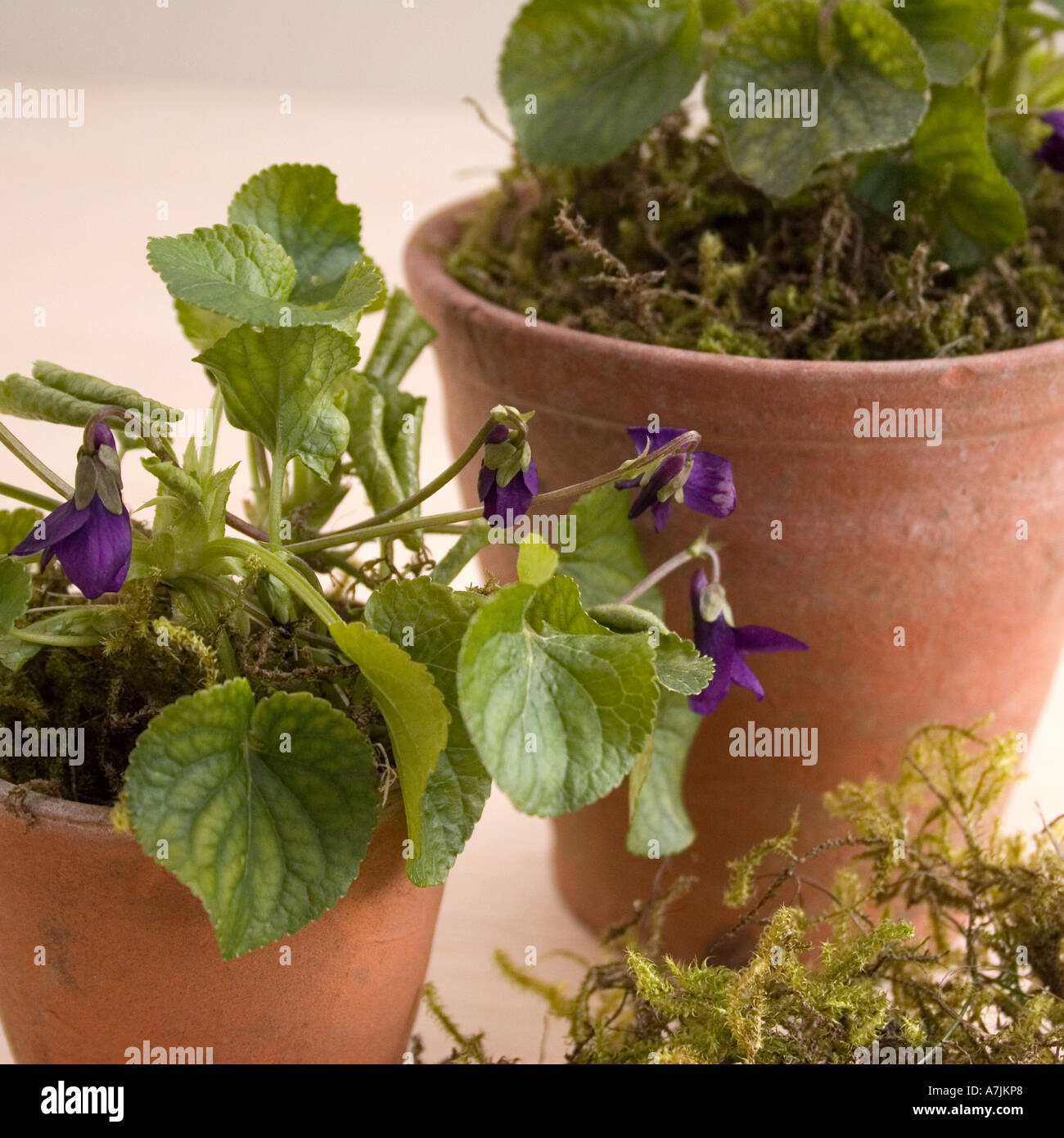 Violets growing in pots Stock Photo - Alamy