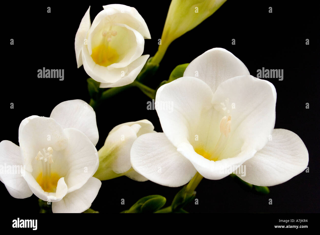 Cut freesia flowers hi-res stock photography and images - Alamy