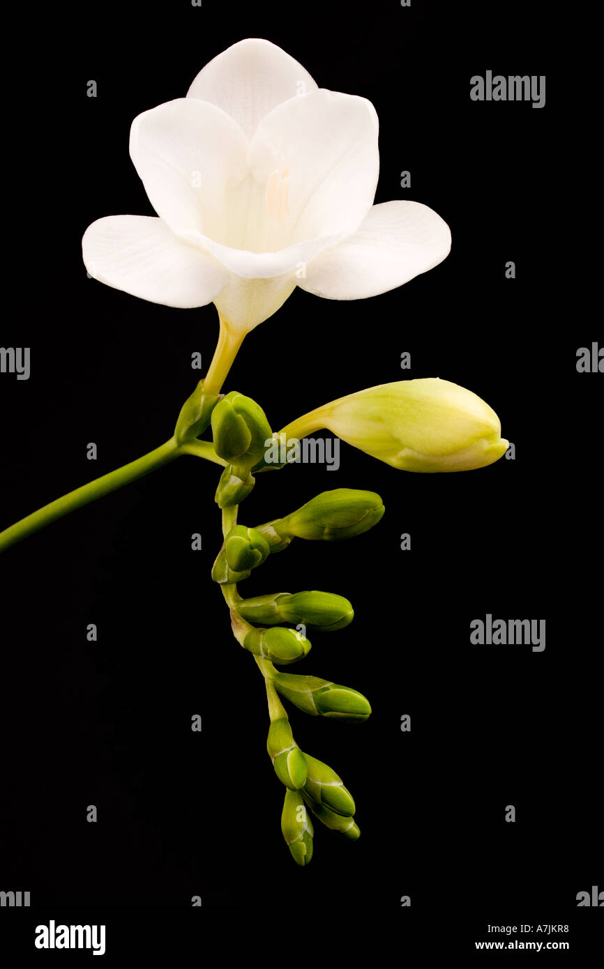 Cut freesia flowers hi-res stock photography and images - Alamy