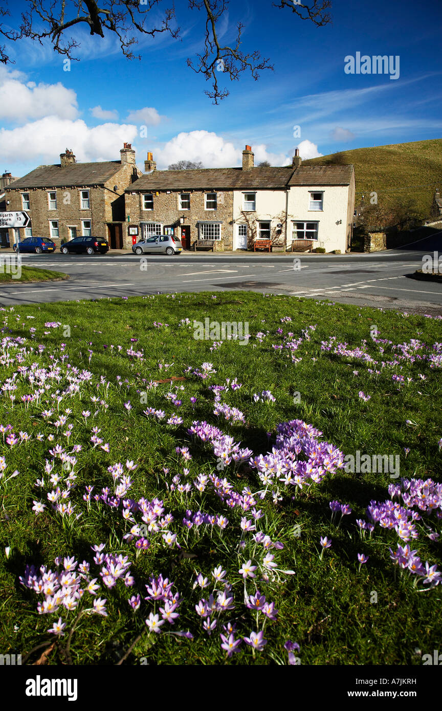 Crocuses Bainbridge Wensleydale Yorkshire Dales National Park Stock ...