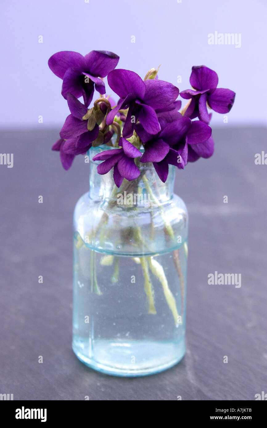 Violets in a Glass Vase Stock Photo - Alamy