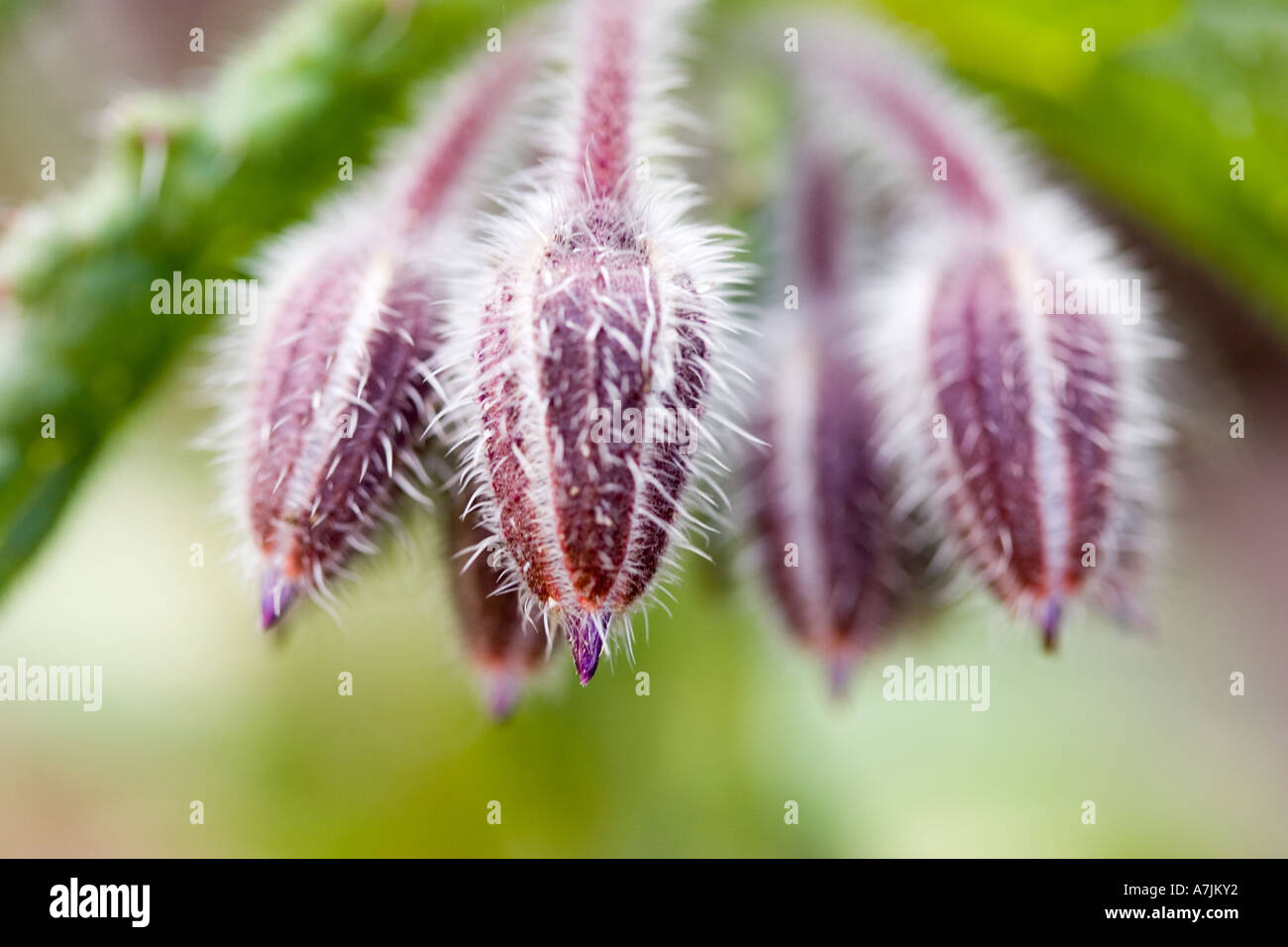 Hairy buds hi-res stock photography and images - Alamy