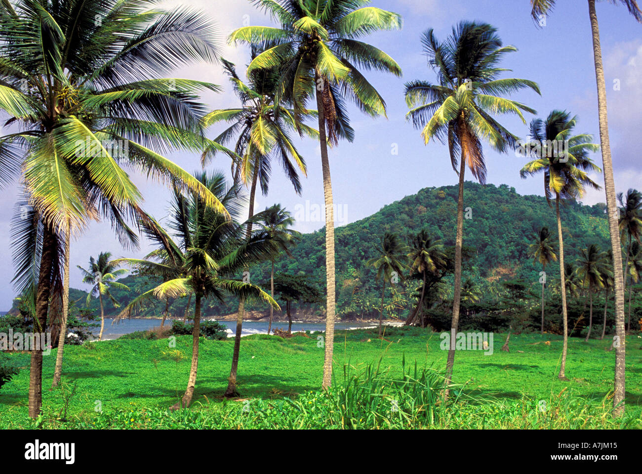 Dominica West Indies Caribbean East Coast Castle Bruce Area Stock Photo ...