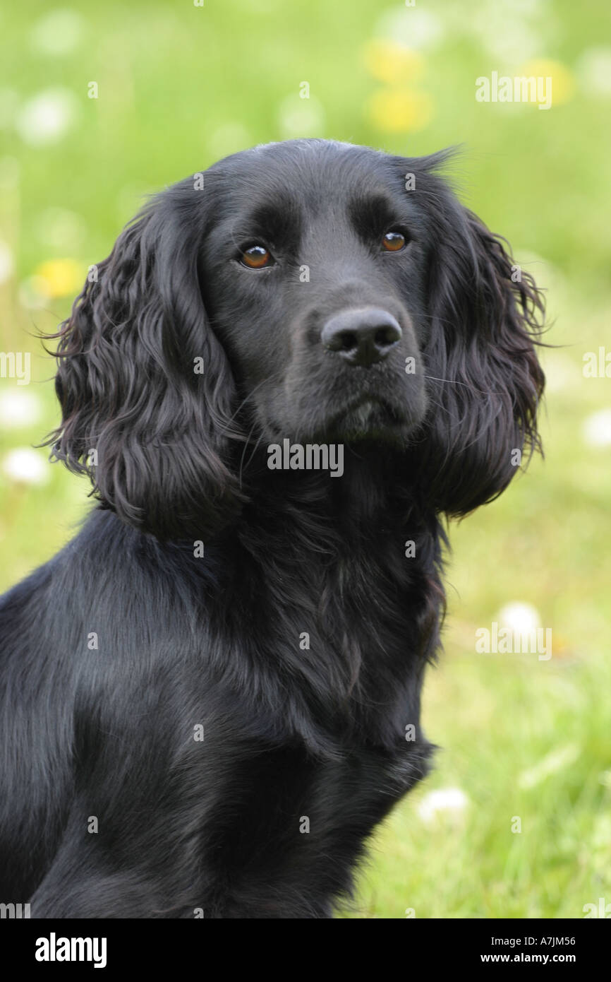 Prize winning working black cocker spaniel dog Stock Photo - Alamy
