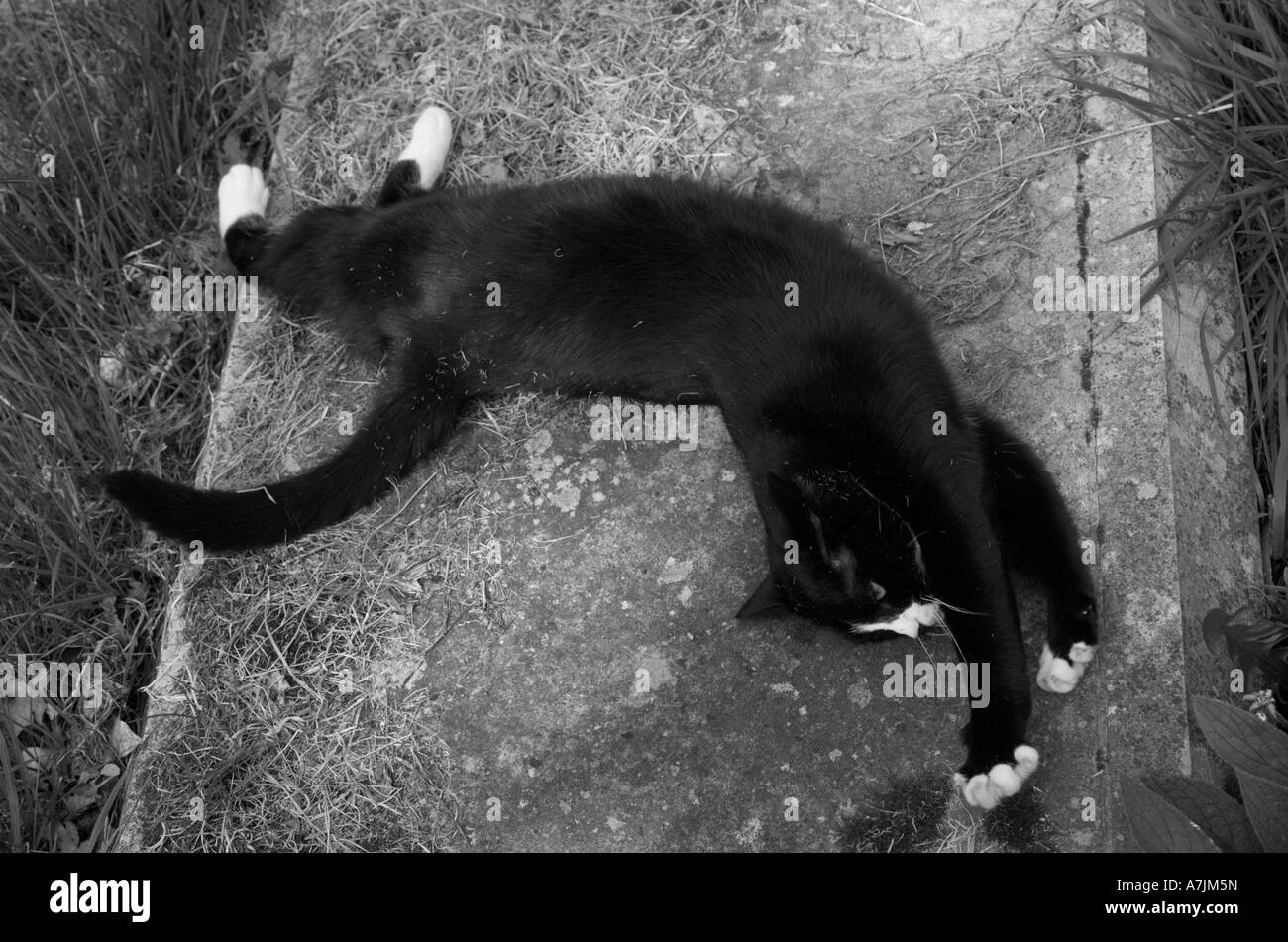 Cat stretching out on a grave at Hampstead London England Stock Photo ...
