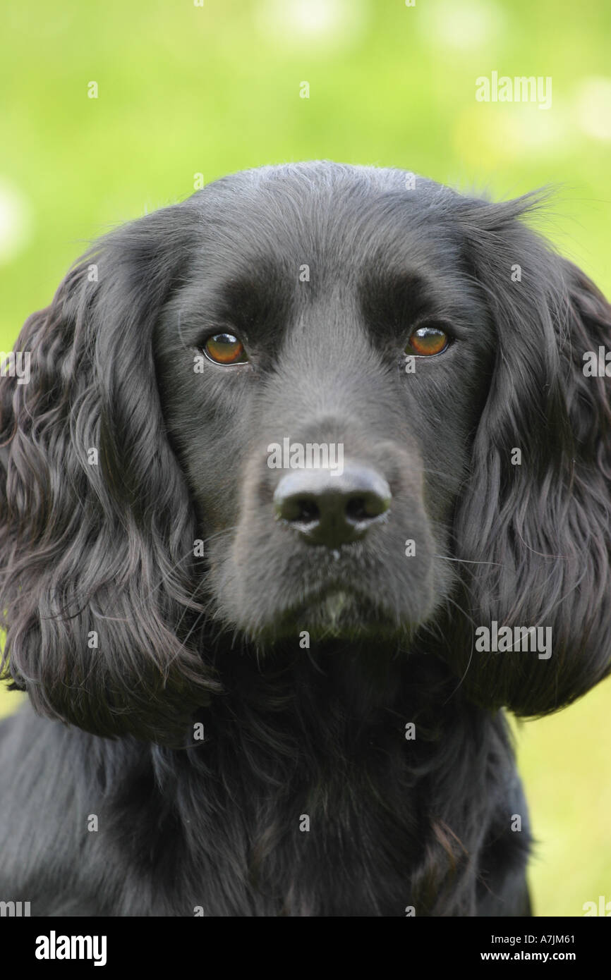 Cocker spaniel dog head hi-res stock photography and images - Alamy