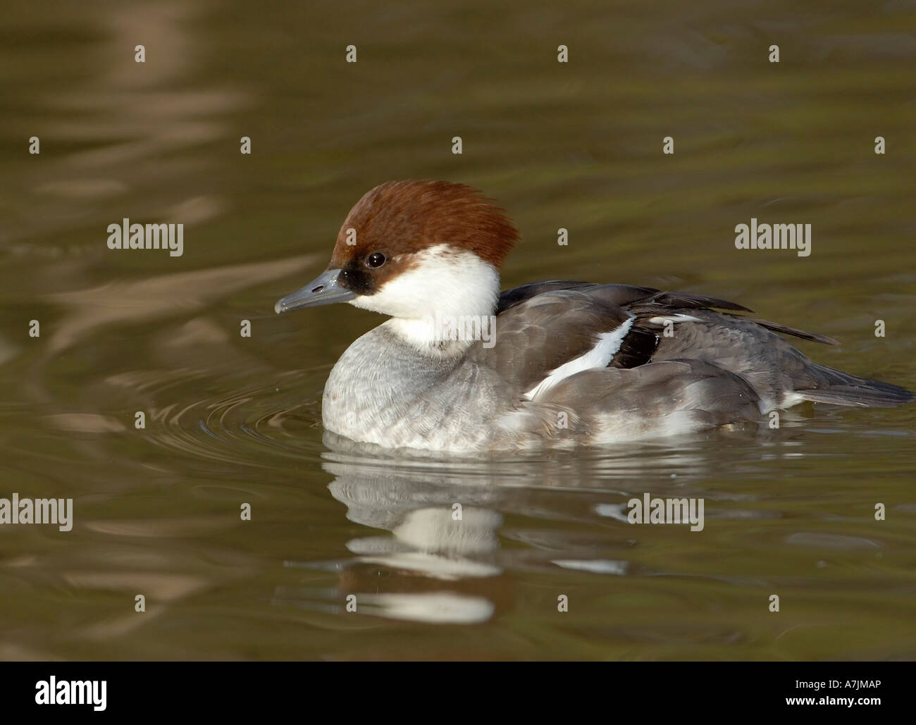 Smew Mergus albellus female redhead Stock Photo - Alamy