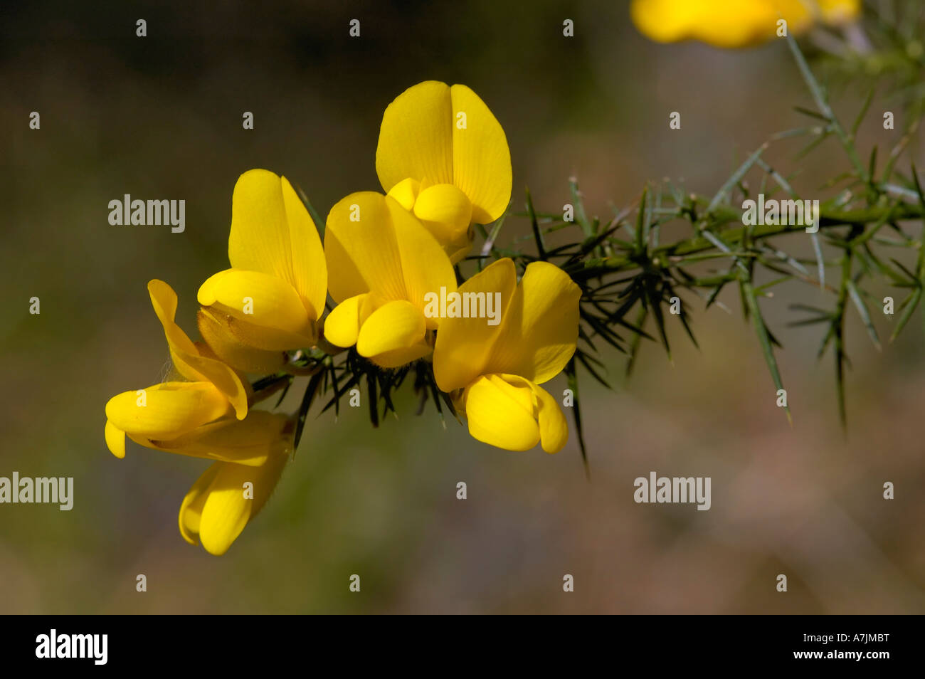 Common Gorse Ulex europaeus Stock Photo - Alamy