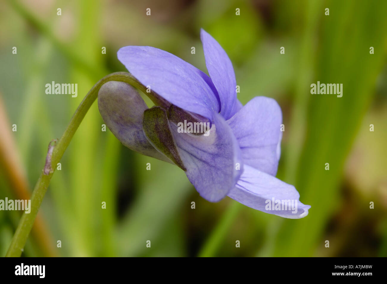 Common Dog violet Viola riviniana Close up of single flower Stock Photo ...