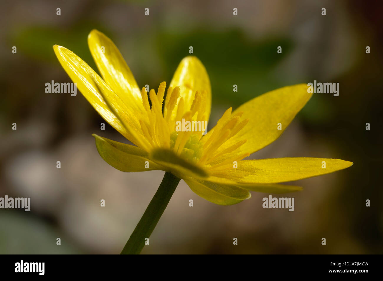 Lesser Celandine Ranunculus ficaria Early spring flower in profile ...