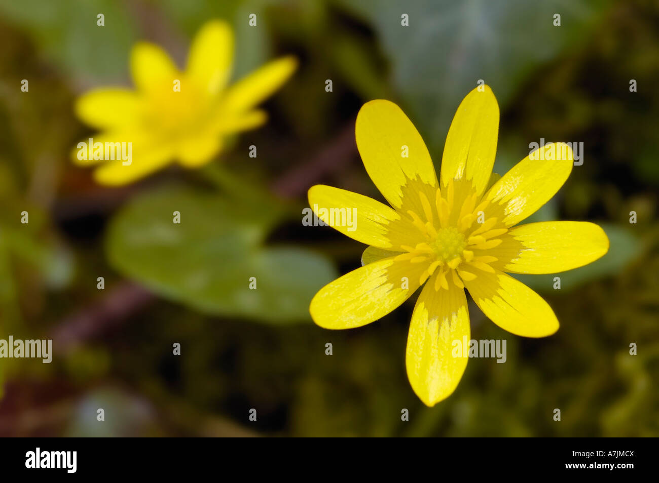 Lesser Celandine Ranunculus ficaria Early spring flower Stock Photo - Alamy
