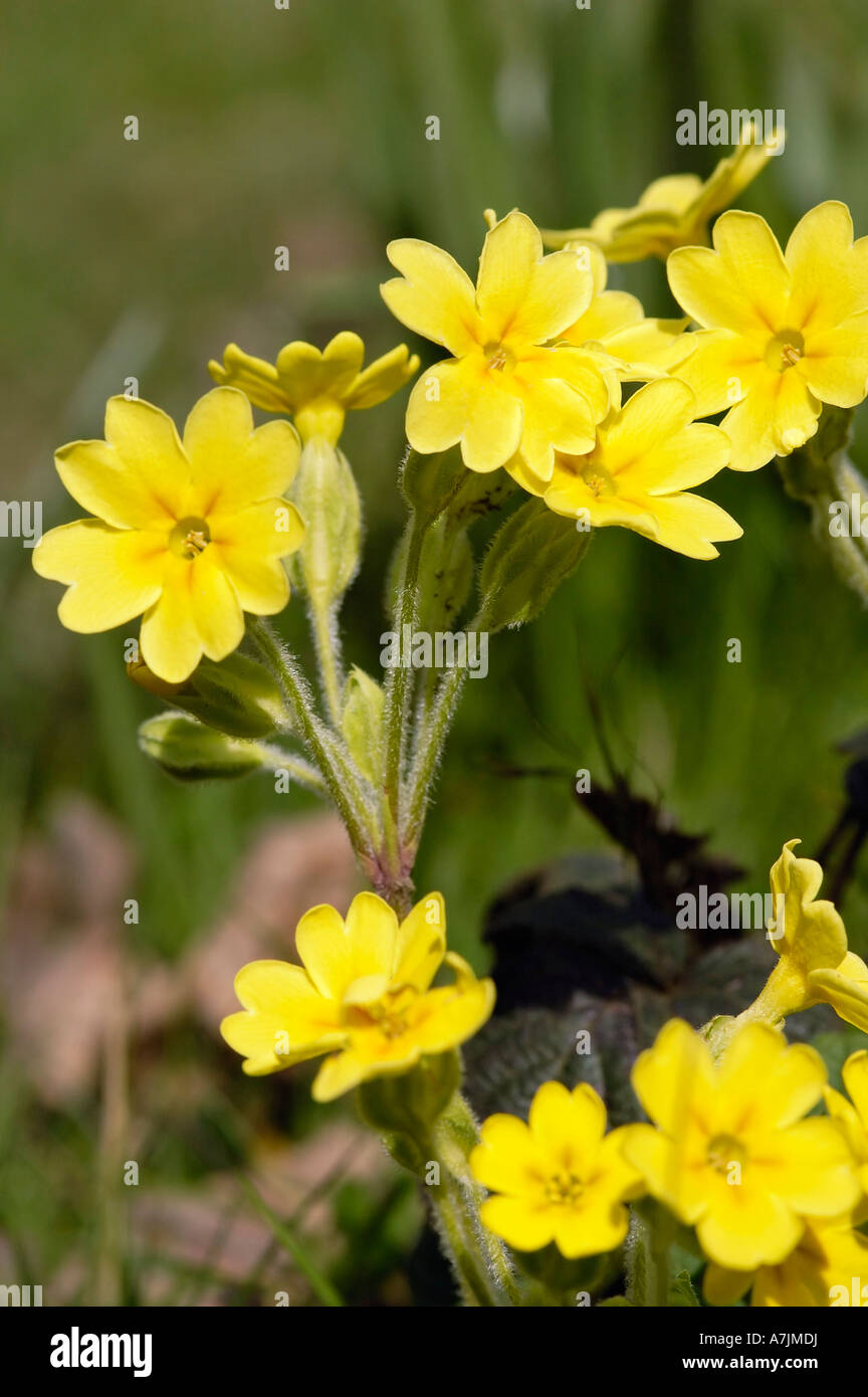 False Oxlip Primula x polyantha Natural hybrid of Primrose and Cowslip ...