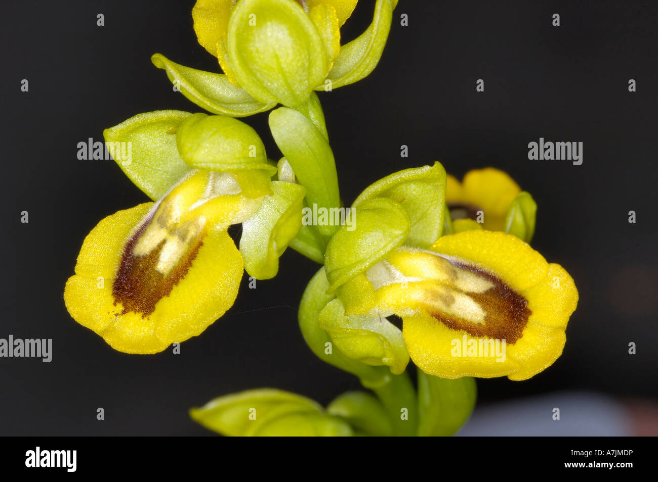 Yellow bee orchid ophrys lutea hi-res stock photography and images - Alamy