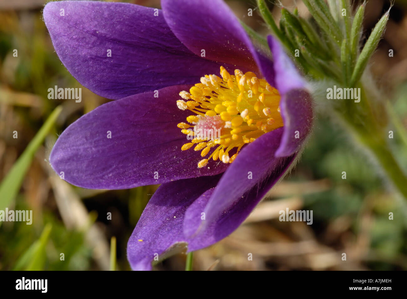 Pasque Flower Pulsatilla vulgaris Stock Photo - Alamy