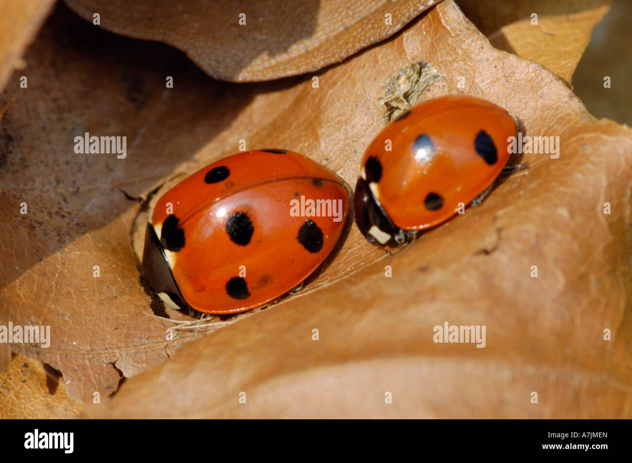 Ladybird hibernation hi-res stock photography and images - Alamy