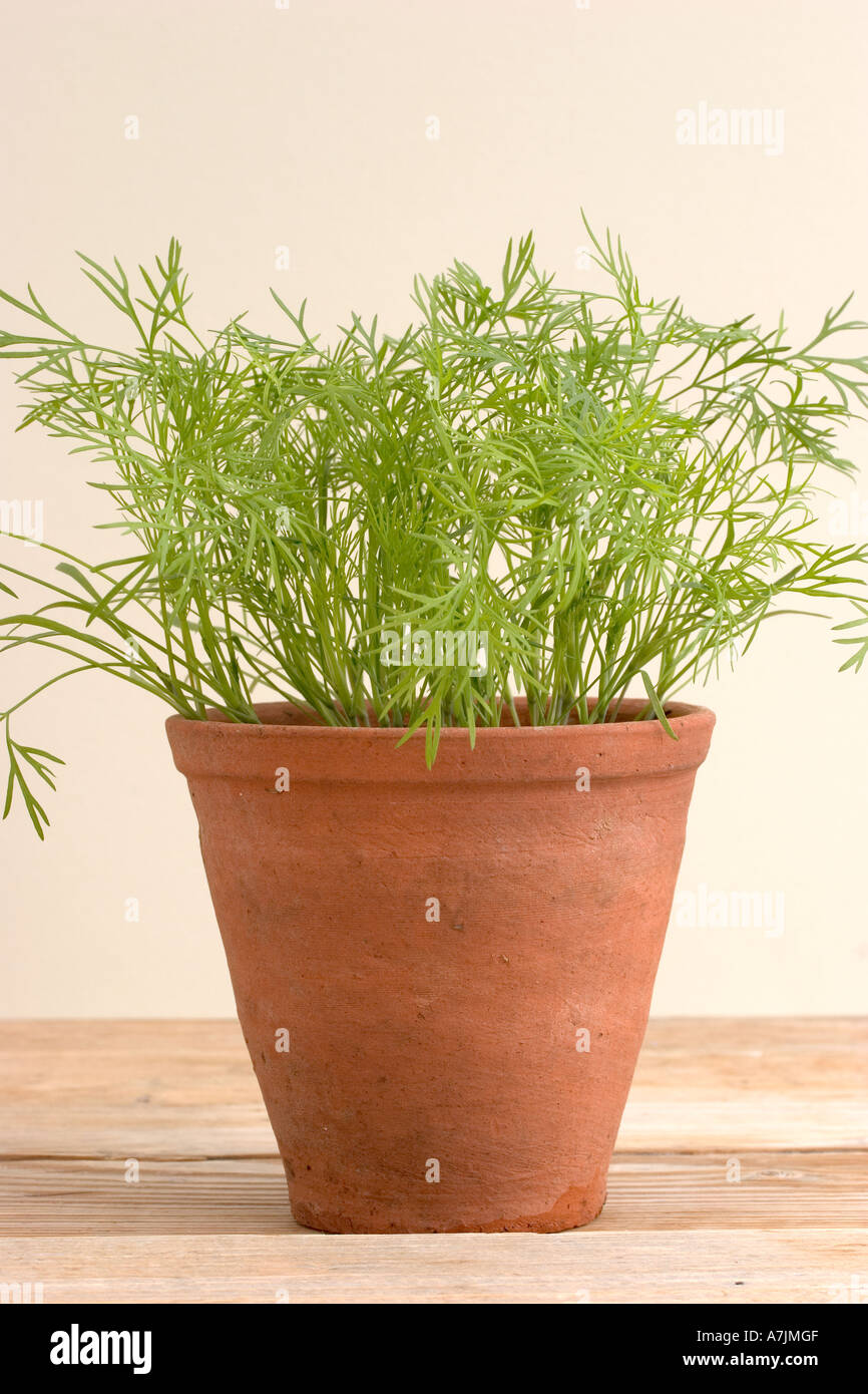 Dill Plant Pot