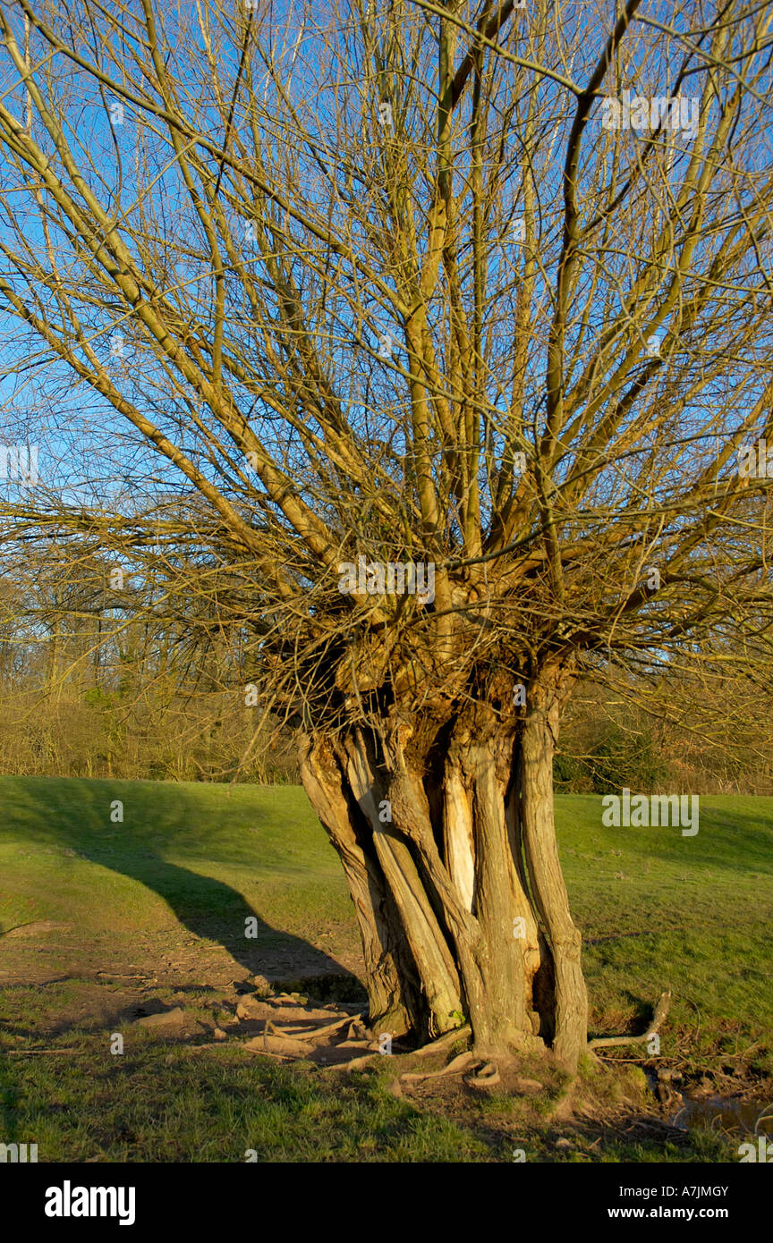 Pollarded willow tree hi-res stock photography and images - Alamy