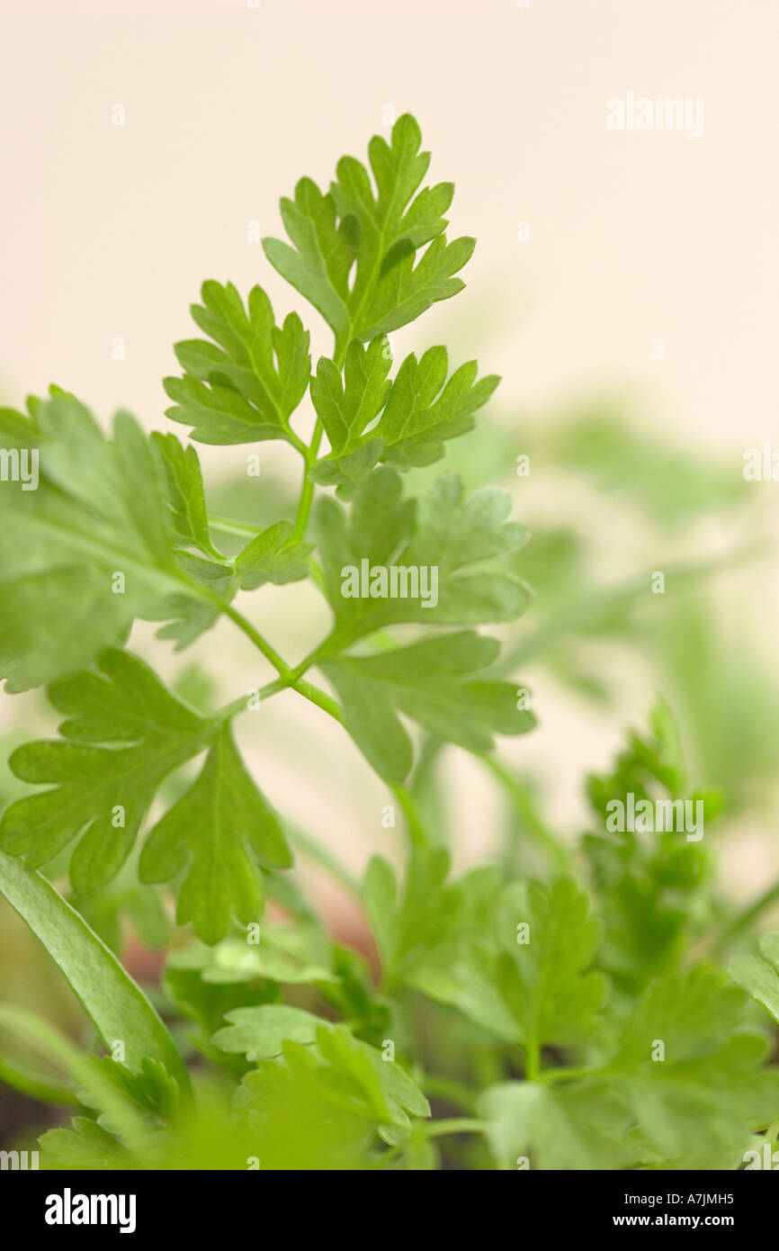 Delicate chervil hi-res stock photography and images - Alamy
