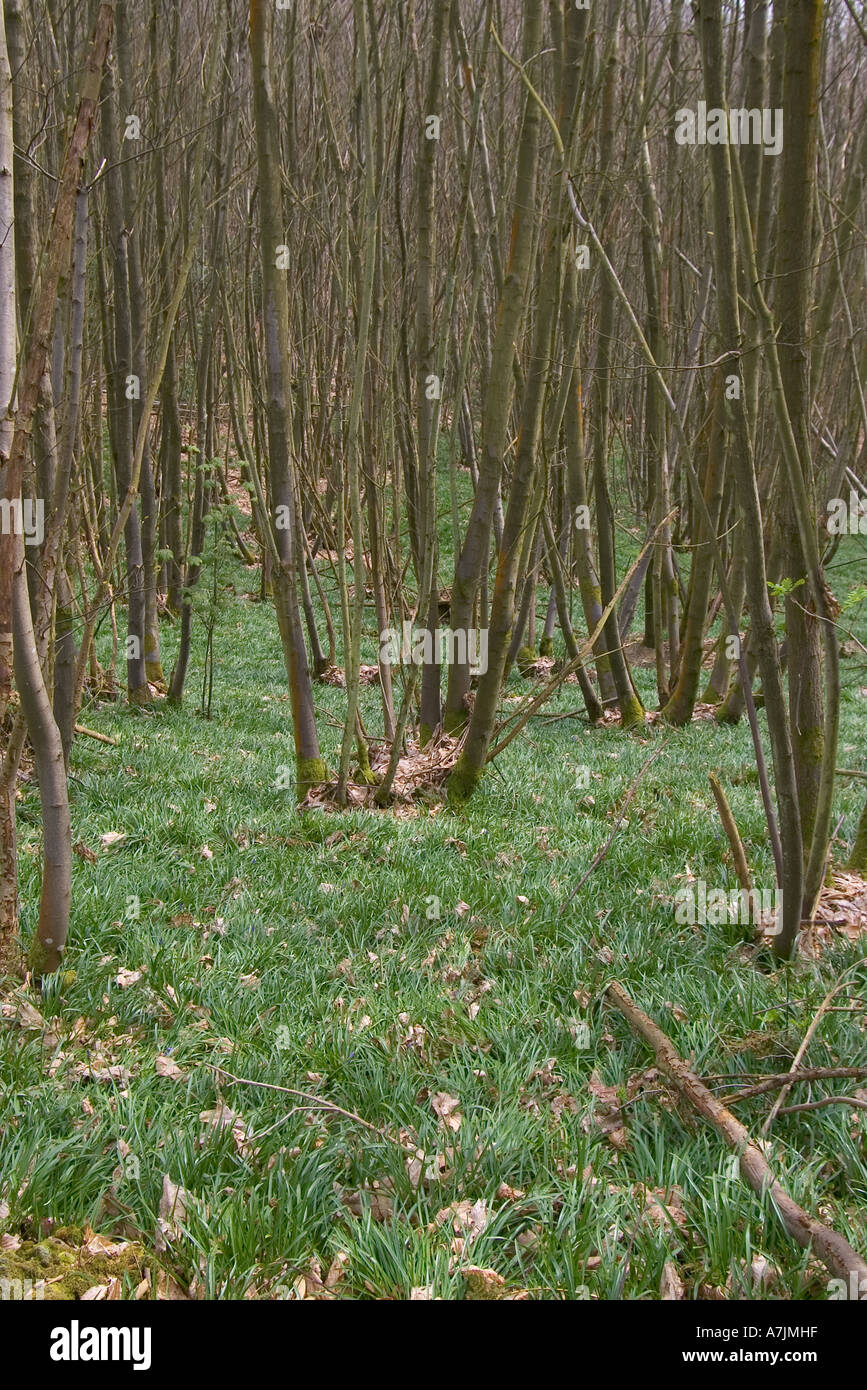 Coppiced hazel wood hi-res stock photography and images - Alamy