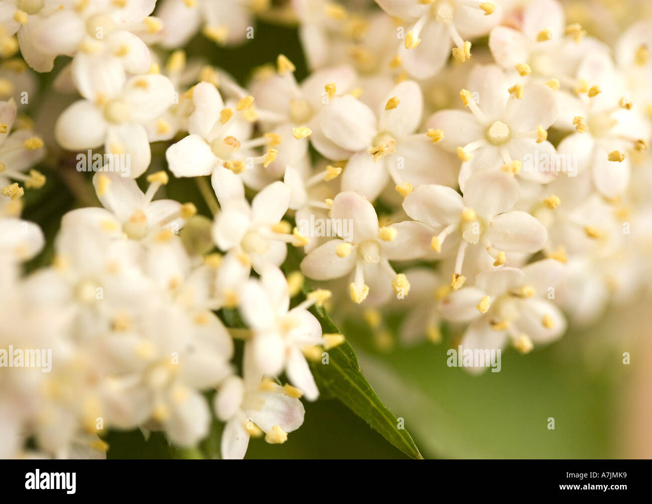 Common elderflowers hi-res stock photography and images - Alamy